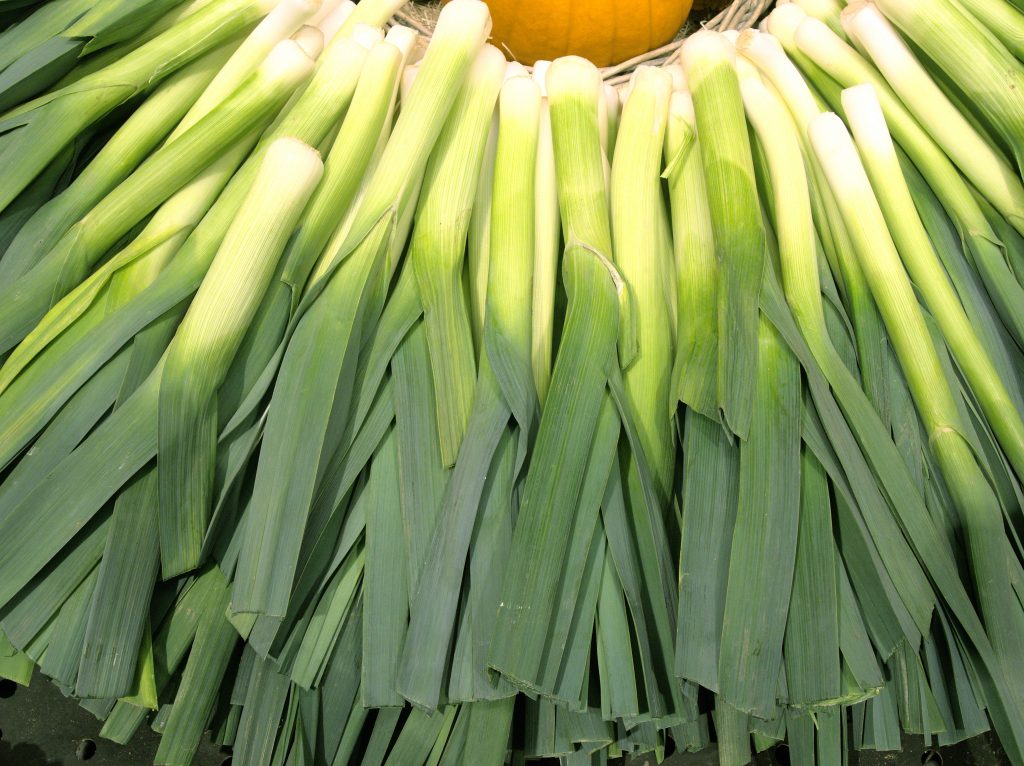 Purjosipuli | Kasvikset